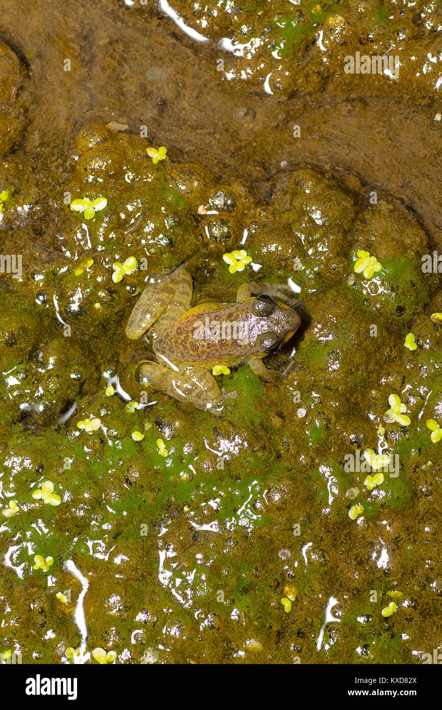 Indian Skipper Frog High Resolution Stock Photography and Images - Alamy