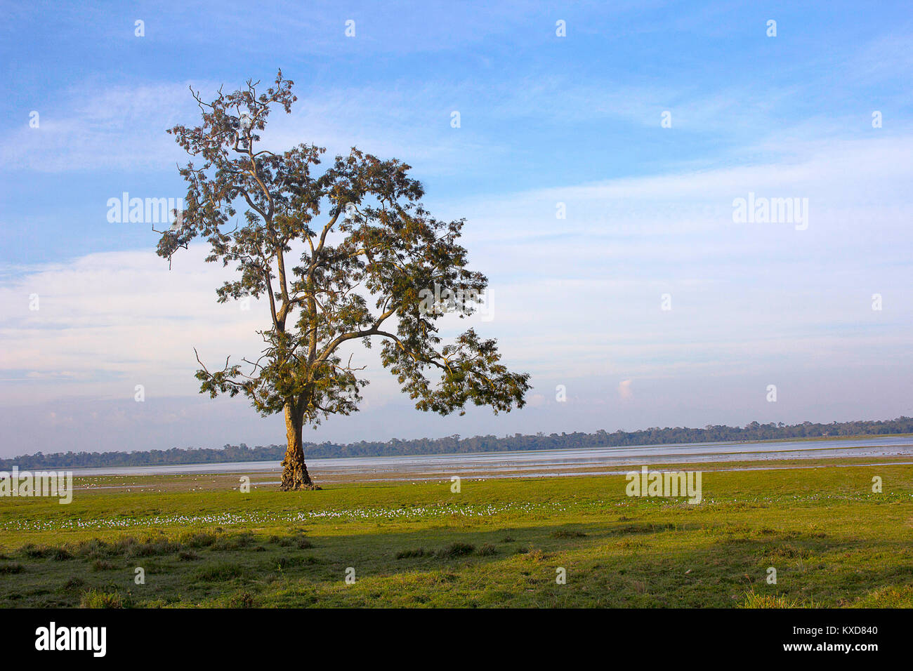 Tree at Kaziranga National Park, Assam, India Stock Photo - Alamy