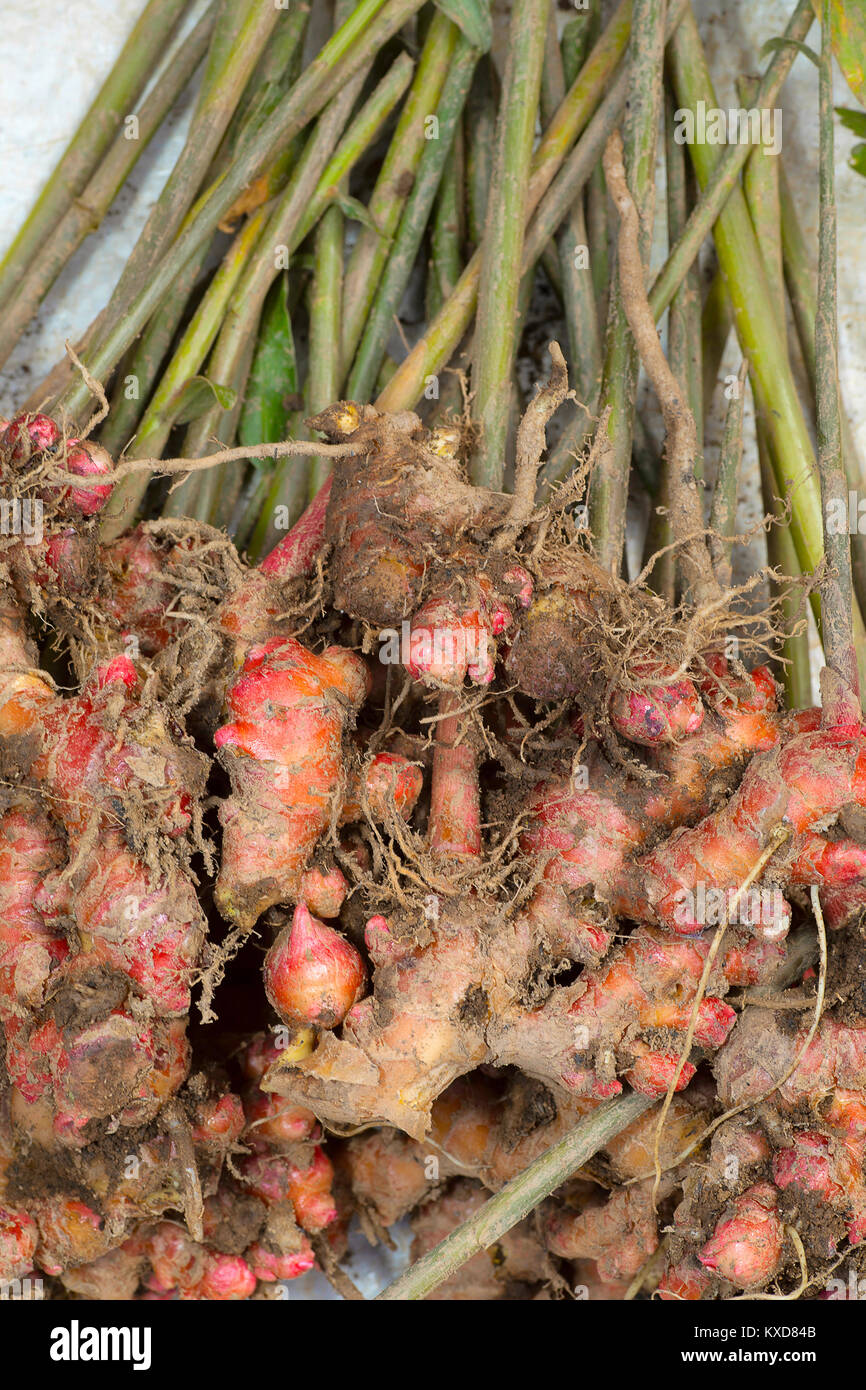 Wild Ginger Root
