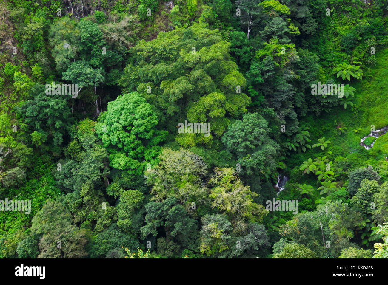 Aerial view of the forest Stock Photo - Alamy