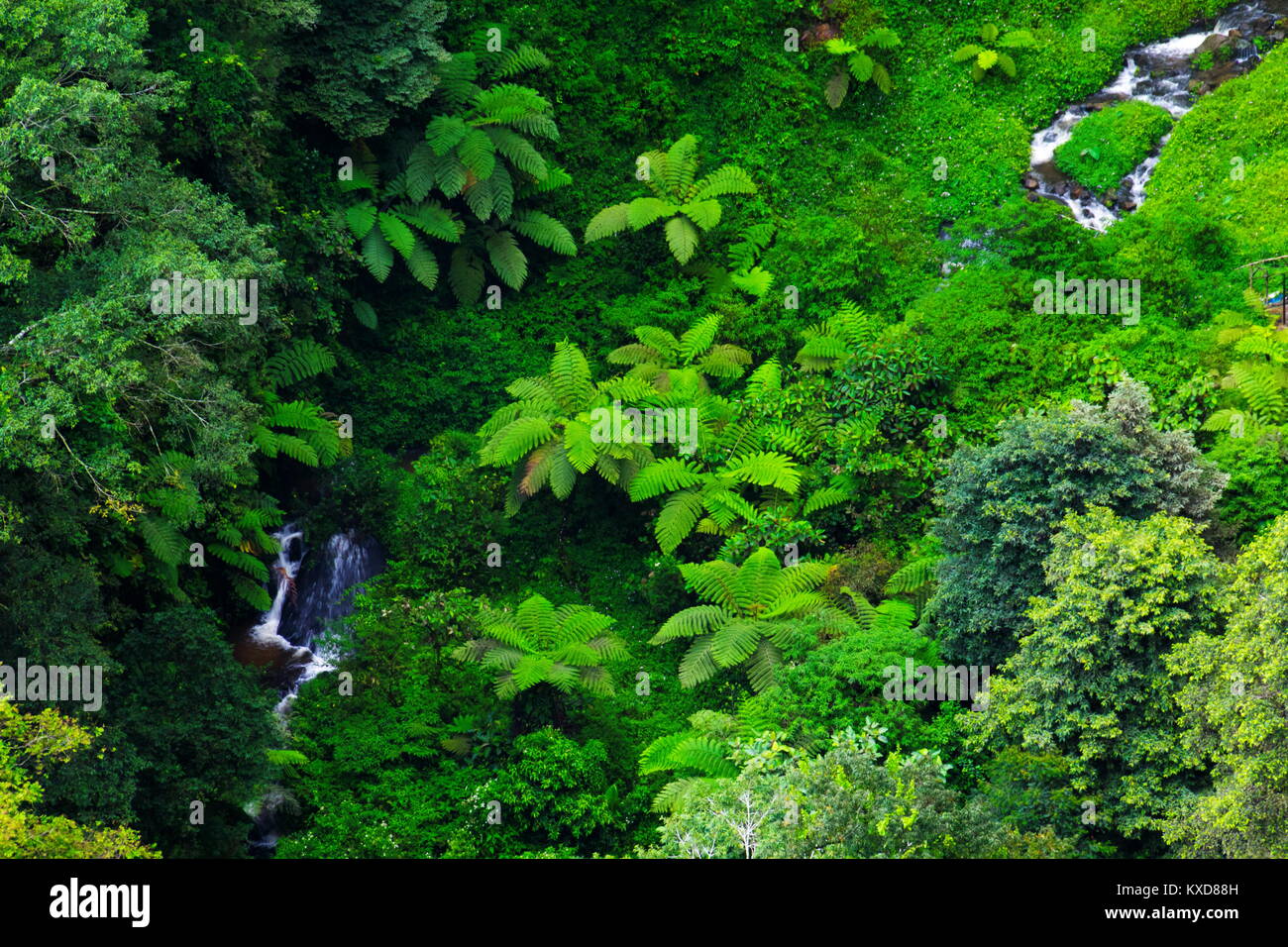 Aerial view of the forest Stock Photo - Alamy