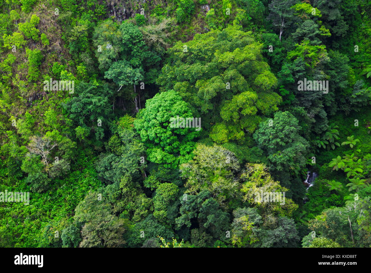 Aerial view of the forest Stock Photo - Alamy