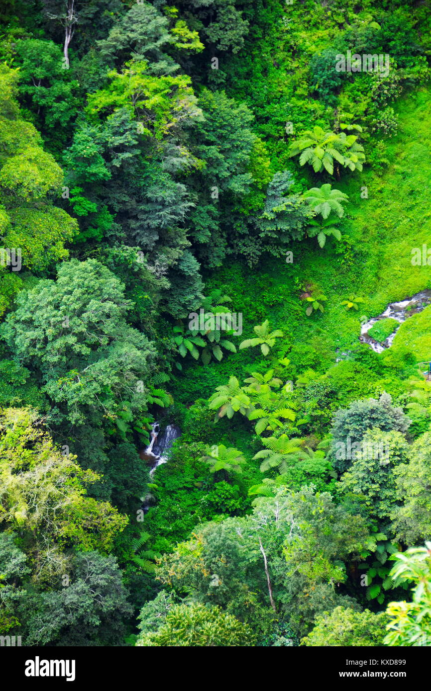 Aerial view of the forest Stock Photo - Alamy