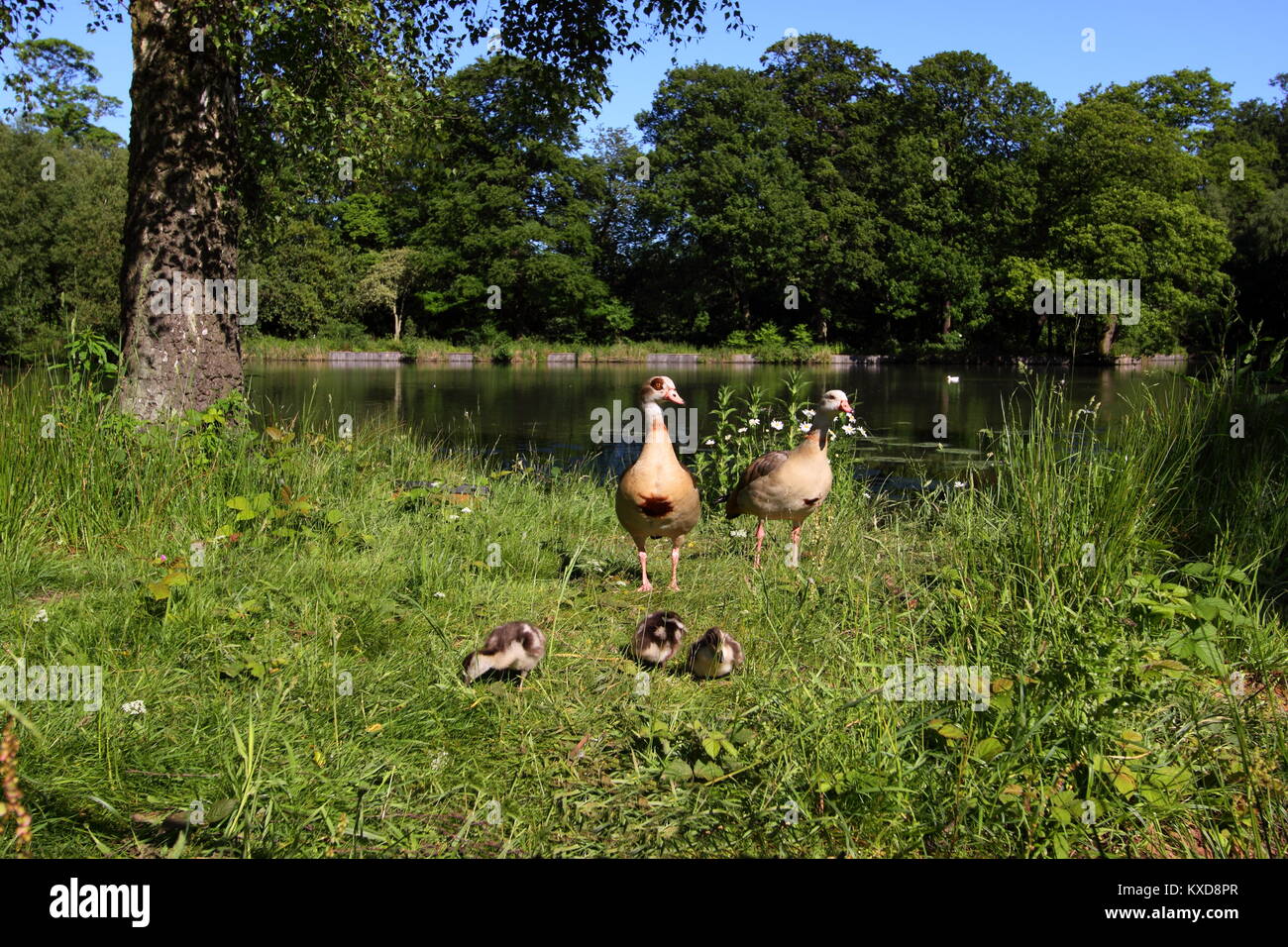 Family of ducks Stock Photo - Alamy