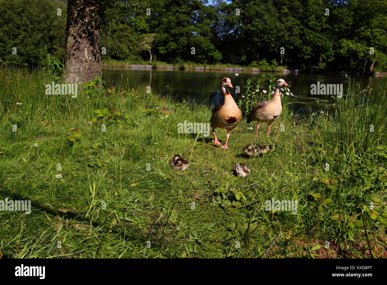 Family of ducks Stock Photo - Alamy