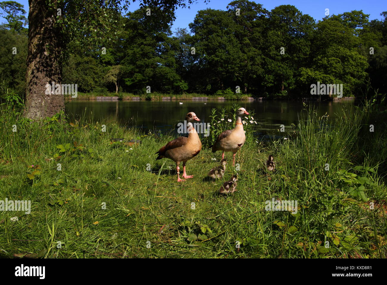 Family of ducks Stock Photo - Alamy