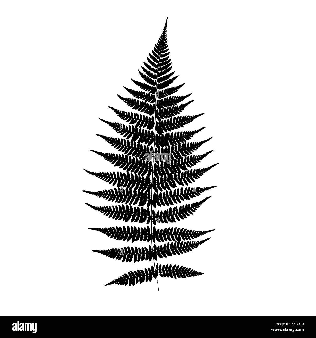 Fern forest hawaii Cut Out Stock Images & Pictures - Alamy