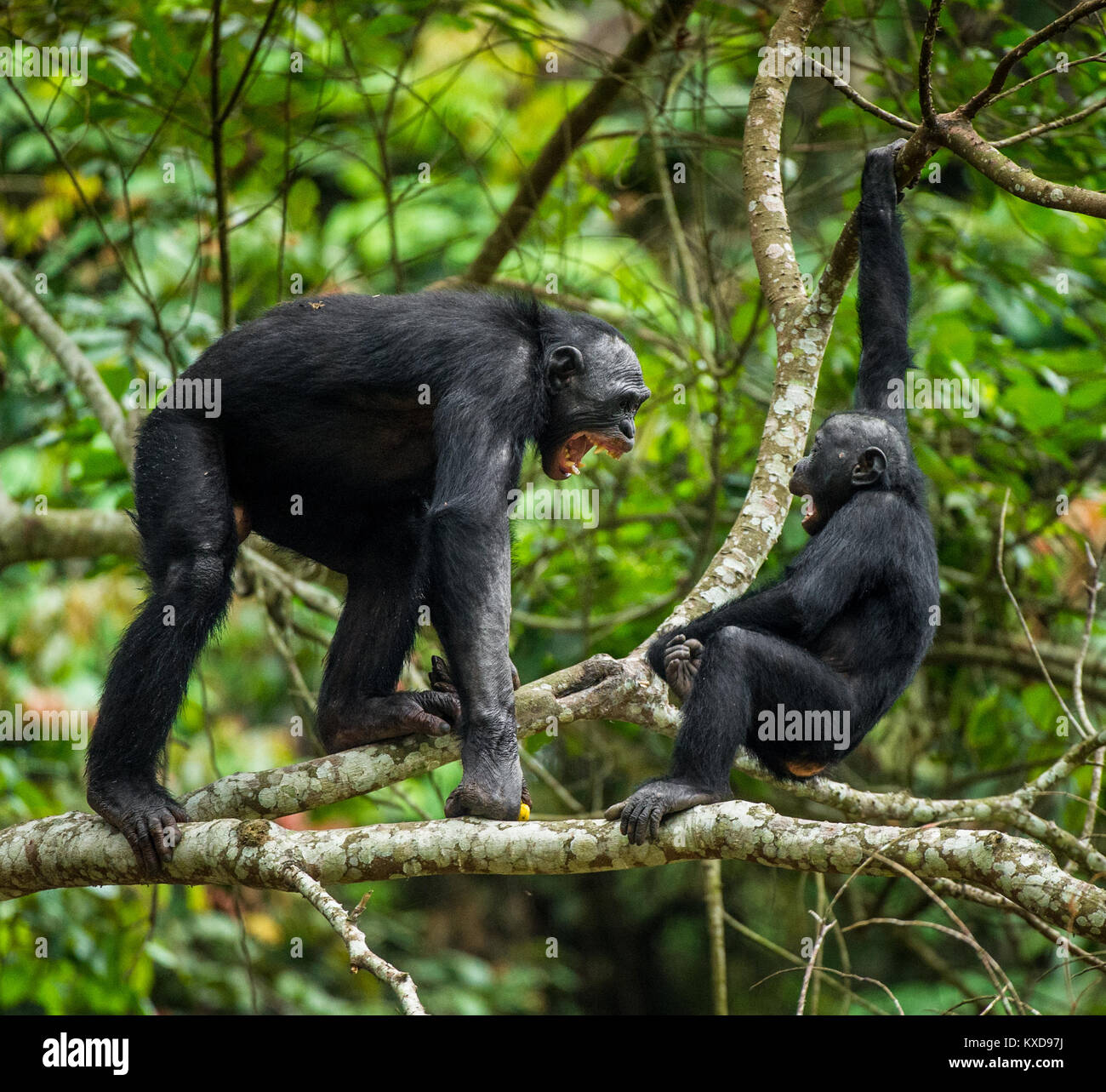 Chimpanzee fight High Resolution Stock Photography and Images - Alamy