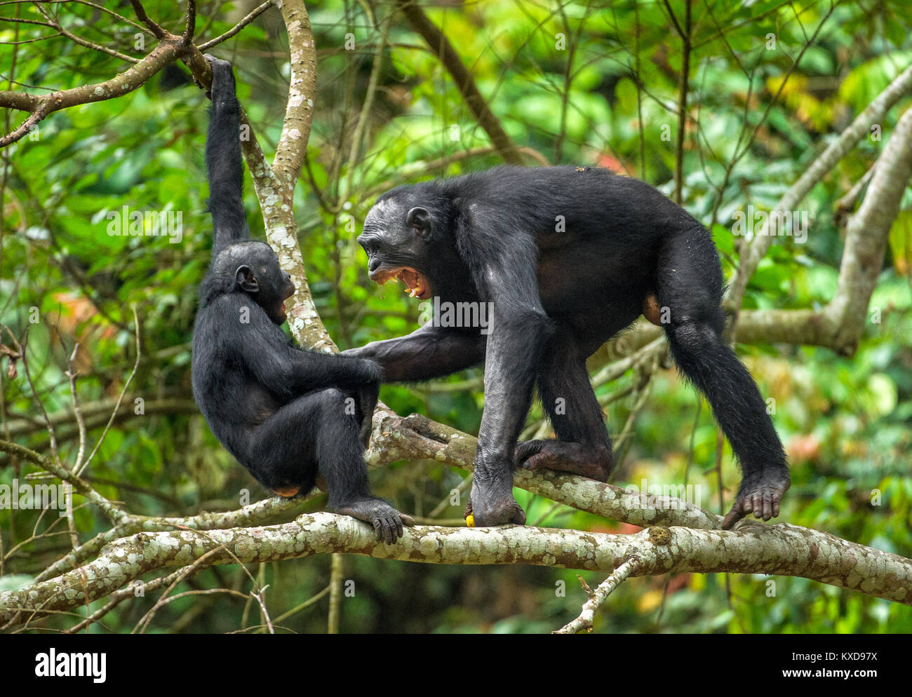 Chimpanzee attack hi-res stock photography and images - Alamy