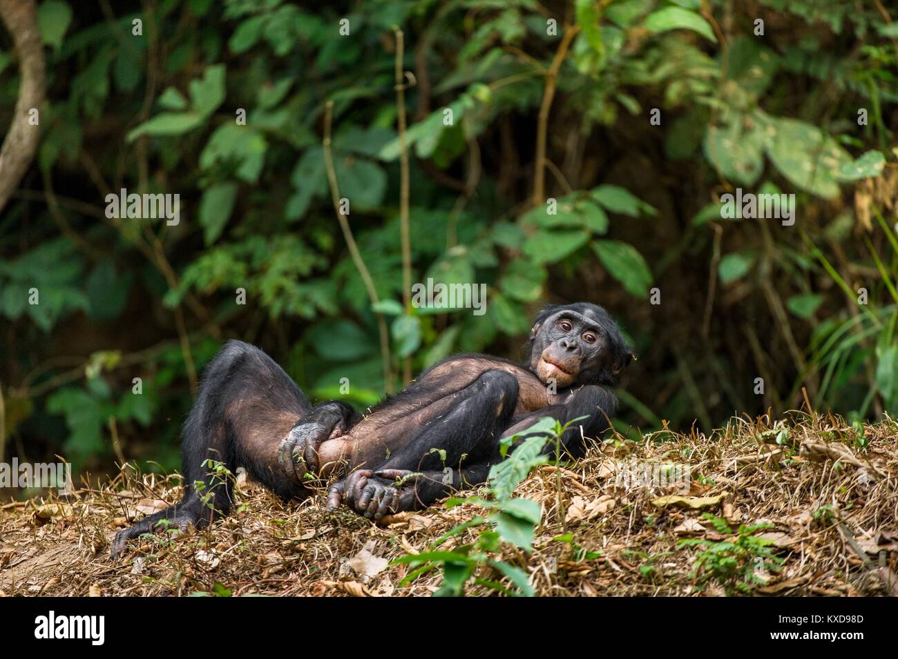 Jungle Background High Resolution Stock Photography and Images - Alamy