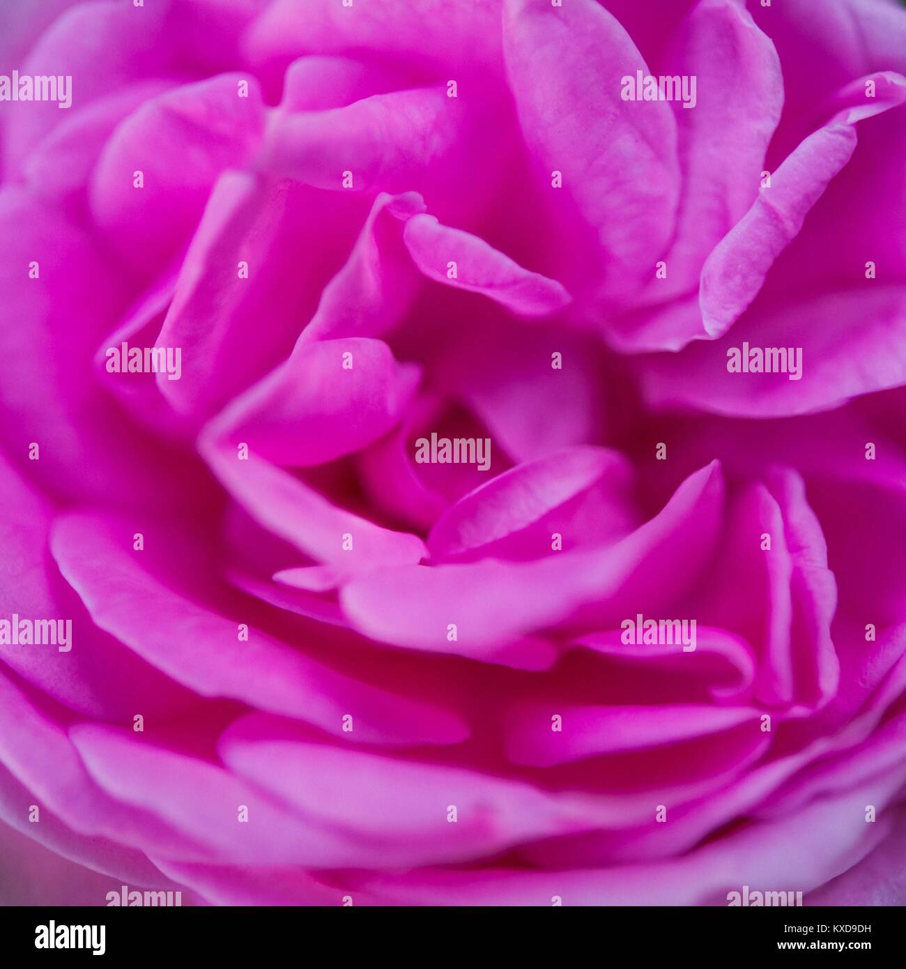 macro of a beautiful pink rose Stock Photo - Alamy