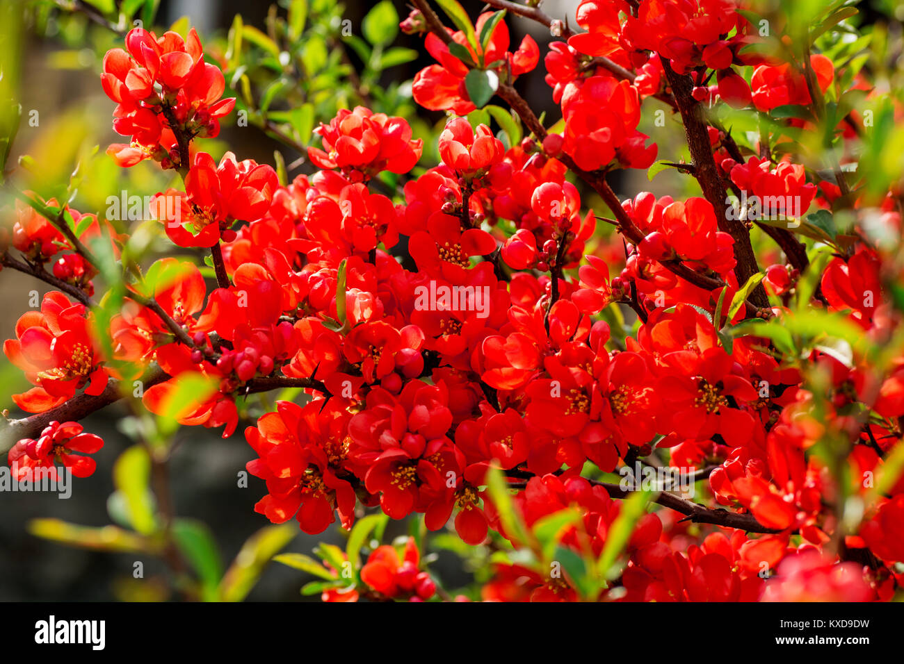 Blossoming Chaenomeles (flowering quince, Japanese quince), a genus of ...