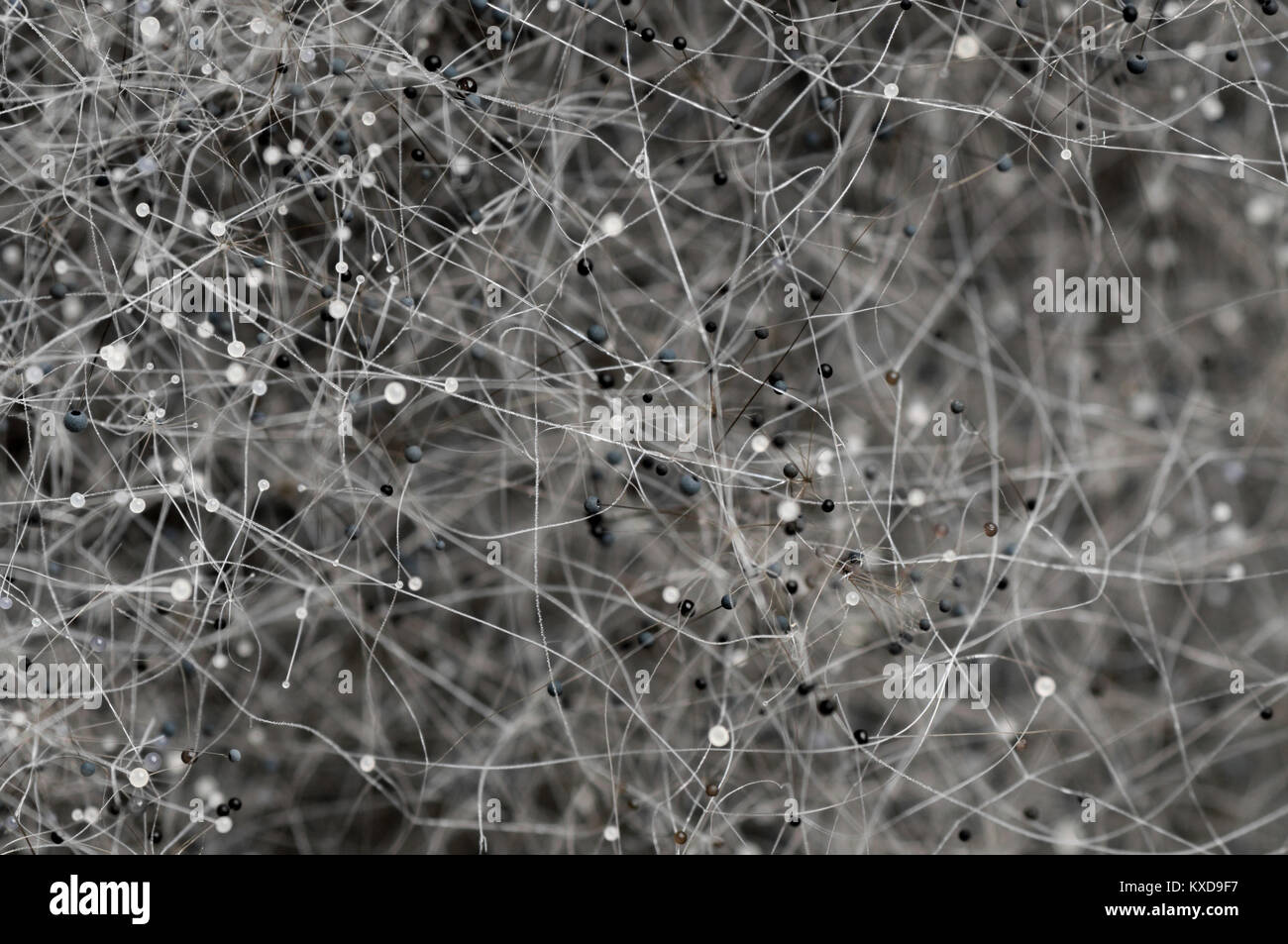 Close up, macro photography of mold. Beautyful abstract background ...