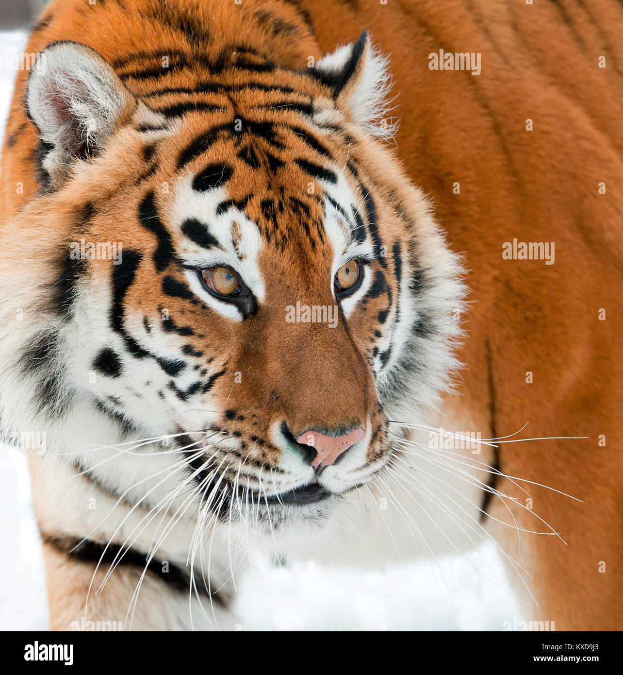 The Siberian tiger (Panthera tigris altaica) close up portrait Stock ...