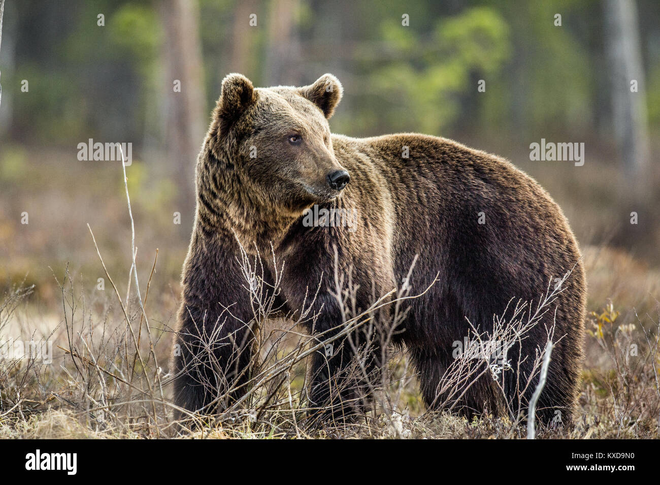 Wild Brown Bear (Ursus arctos) on a swamp in Spring forest. Natural ...