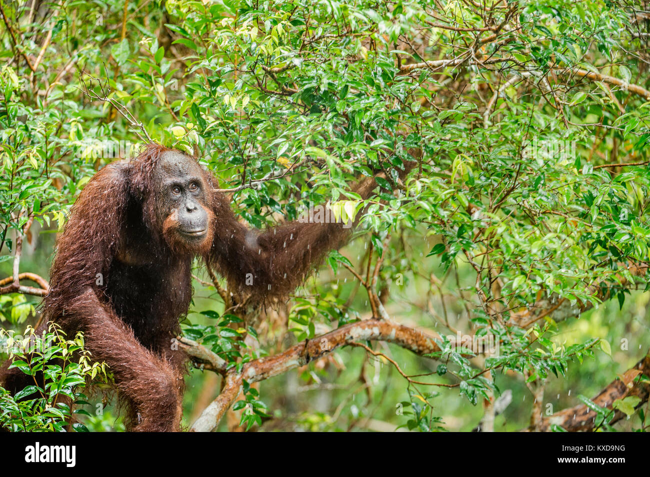 Great Ape on the tree. Central Bornean orangutan ( Pongo pygmaeus ...