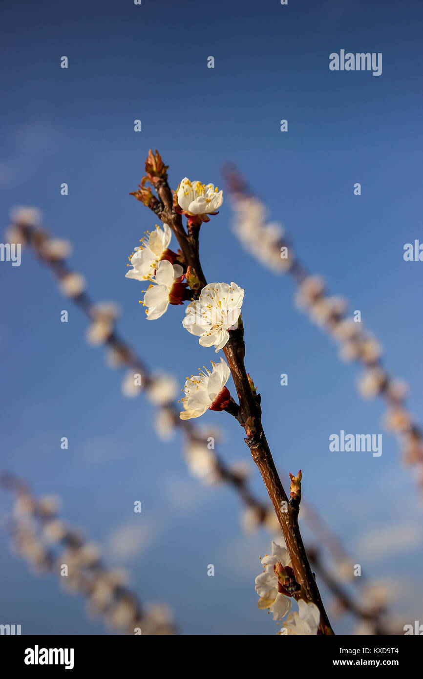 Branch apricot tree white flowers hi-res stock photography and images ...