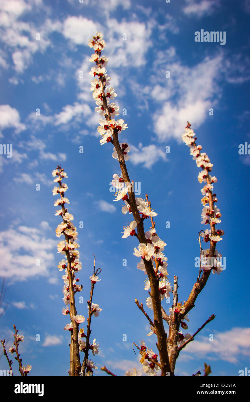 Branches blooming apricot on hi-res stock photography and images - Alamy