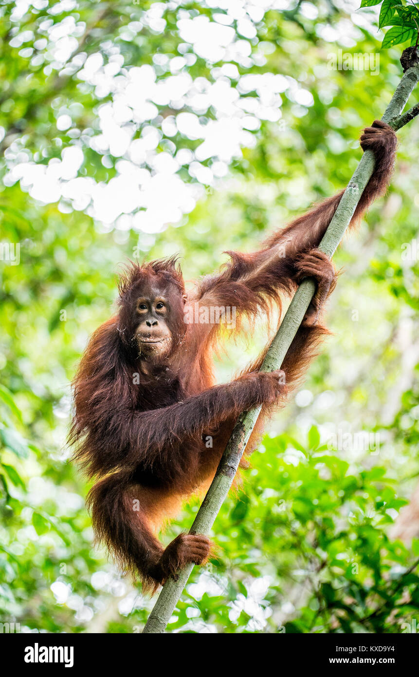 A close up portrait of the Bornean orangutan (Pongo pygmaeus)under rain ...