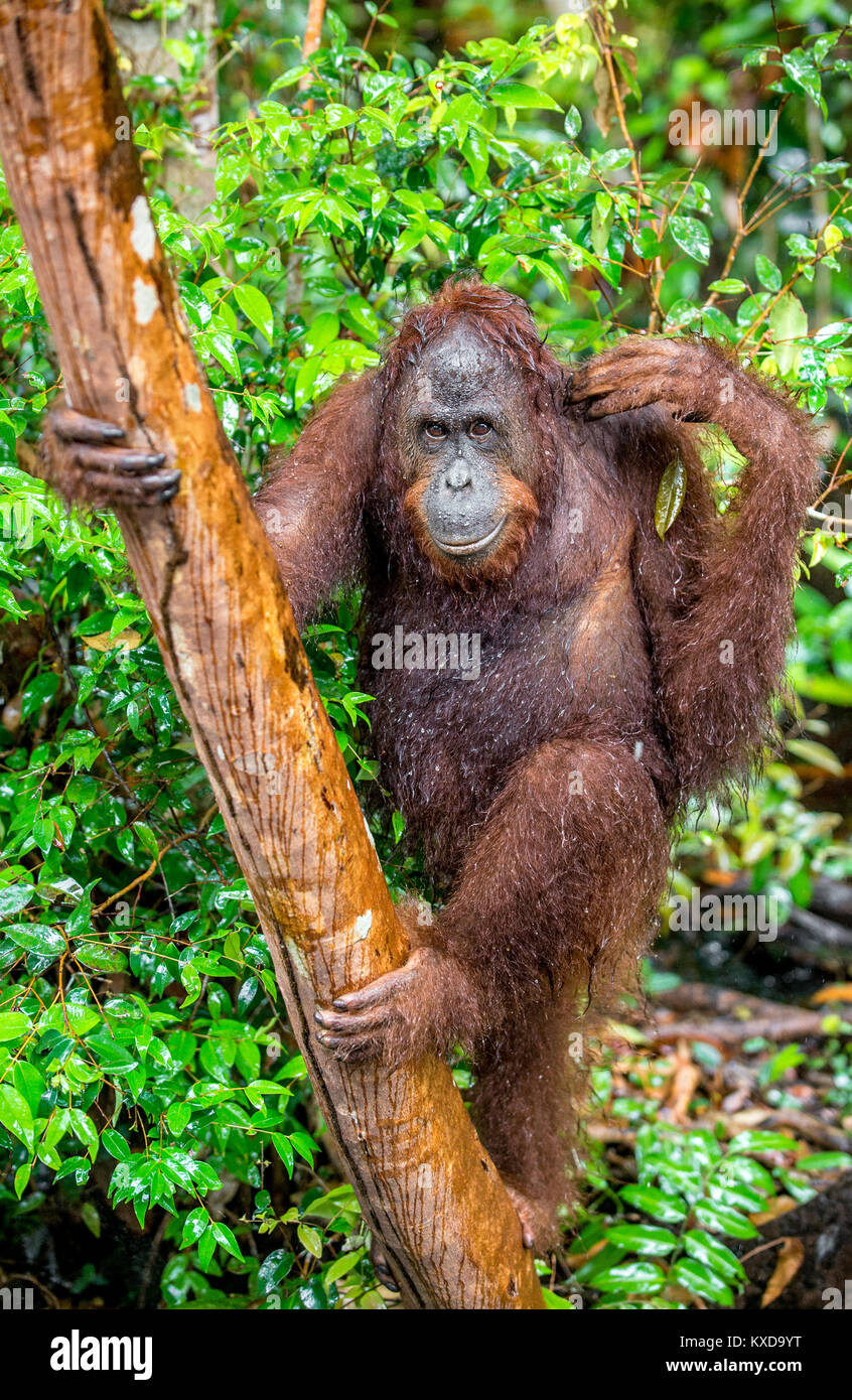 A close up portrait of the Bornean orangutan (Pongo pygmaeus)under rain ...