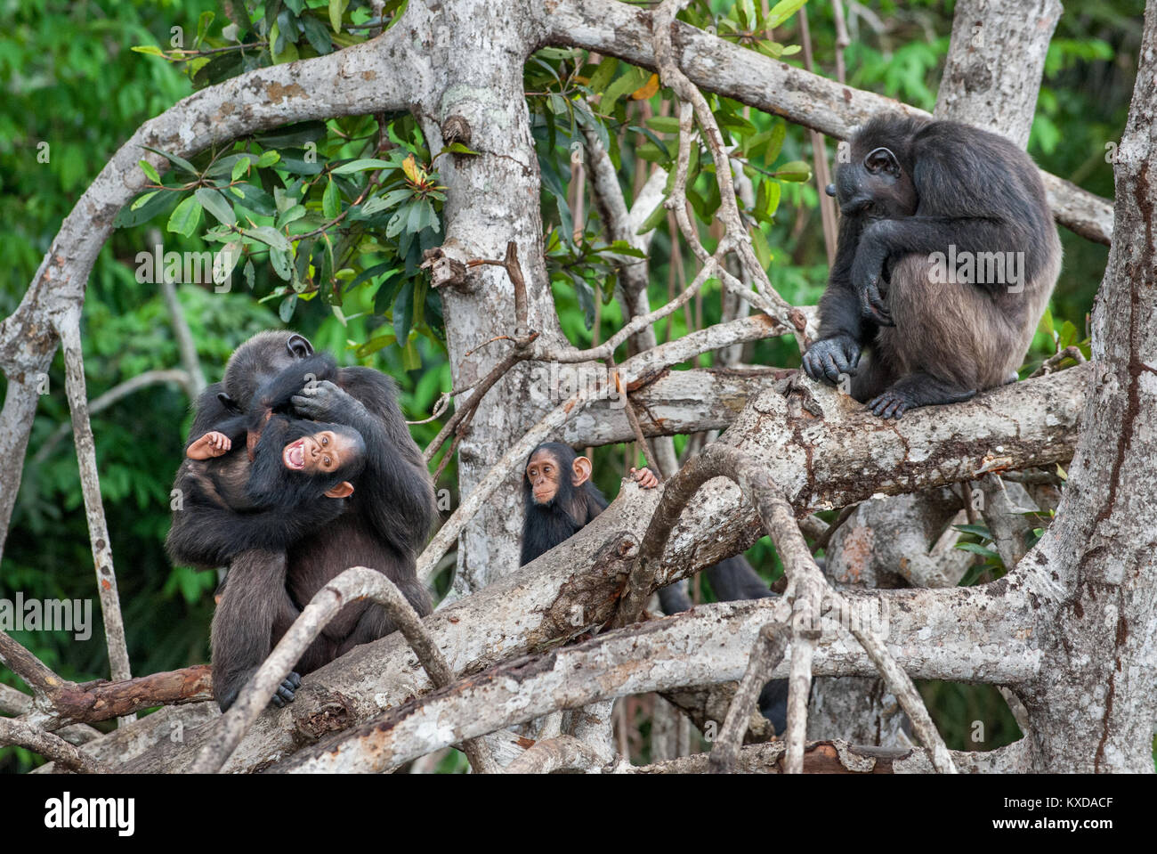 Hominid family tree hi-res stock photography and images - Alamy