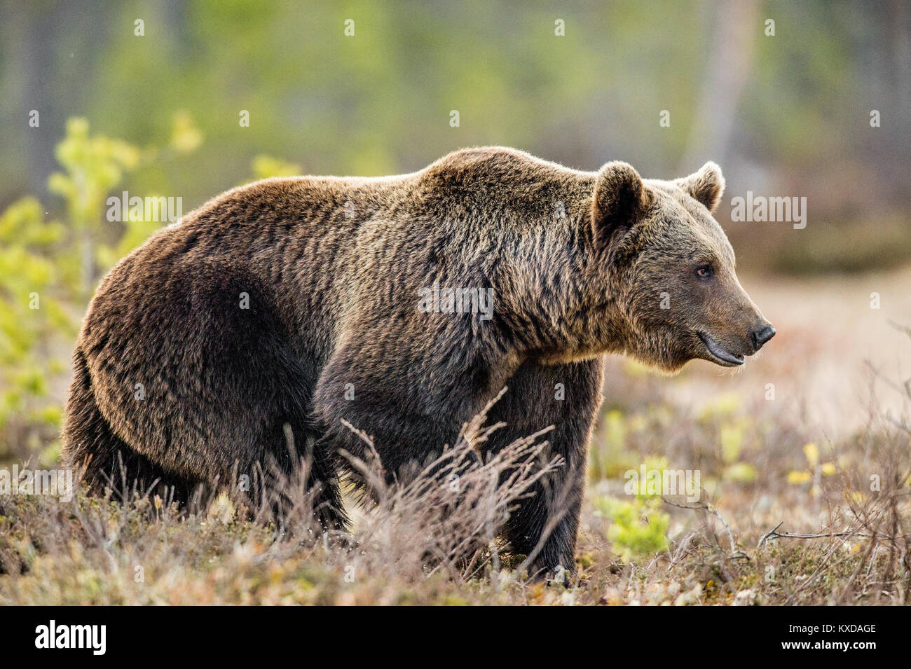 Wild Brown Bear (Ursus arctos) on a swamp in Spring forest. Natural ...