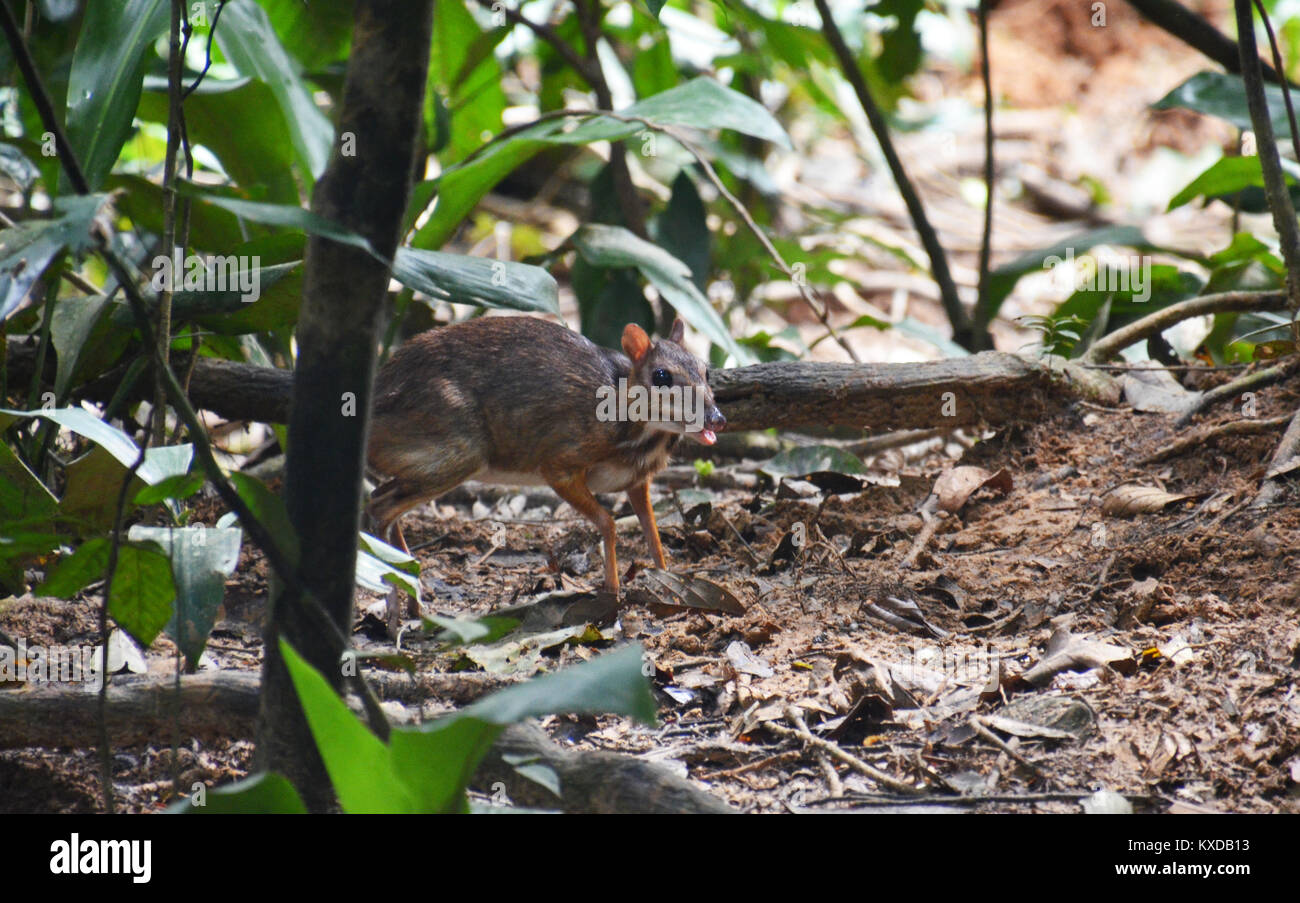 Java mouse deer (Tragulus javanicus), Taman Negara National Park ...