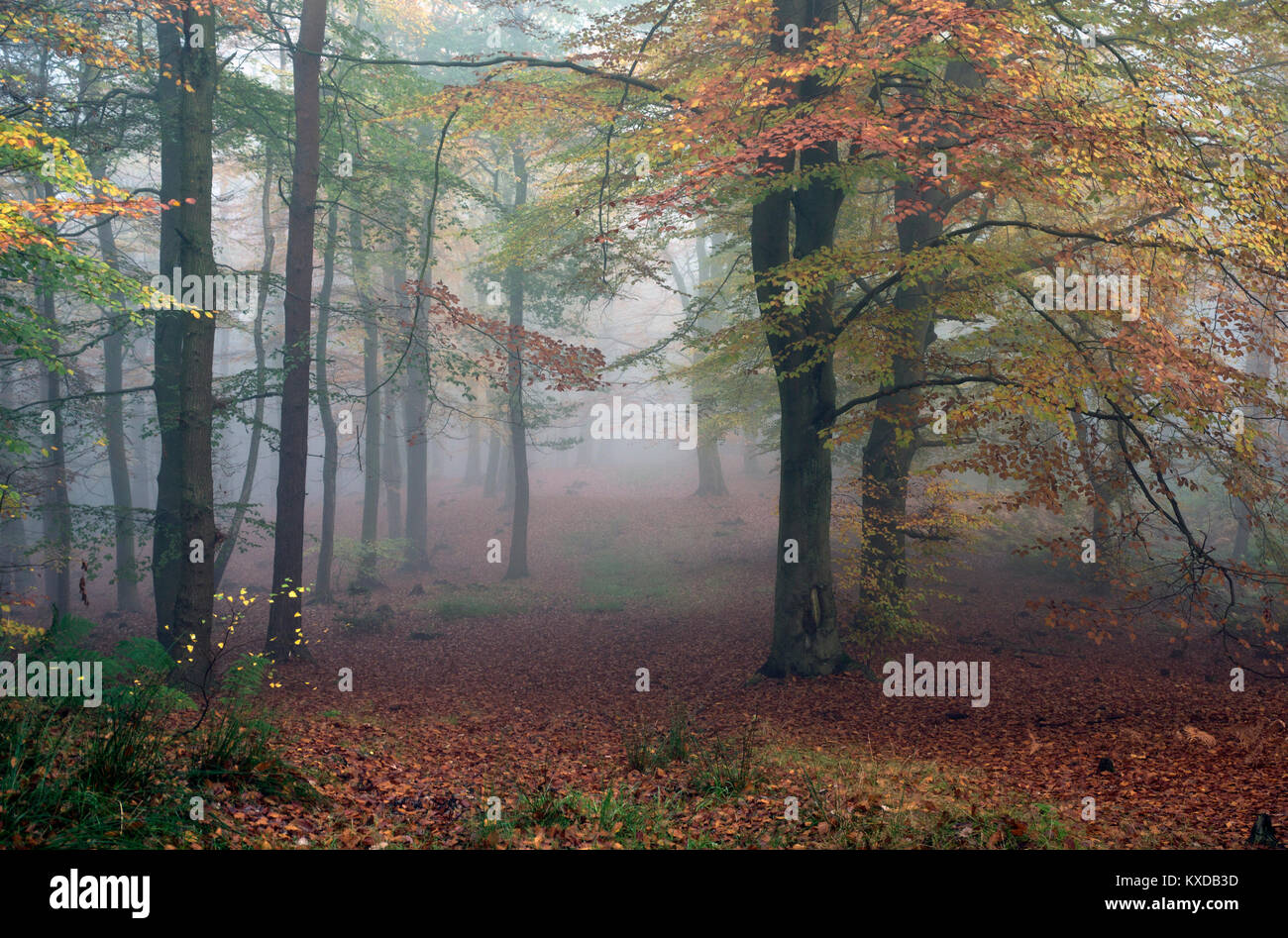 Mellow Beech woodland with stunning foliage and leaf in autumn on ...