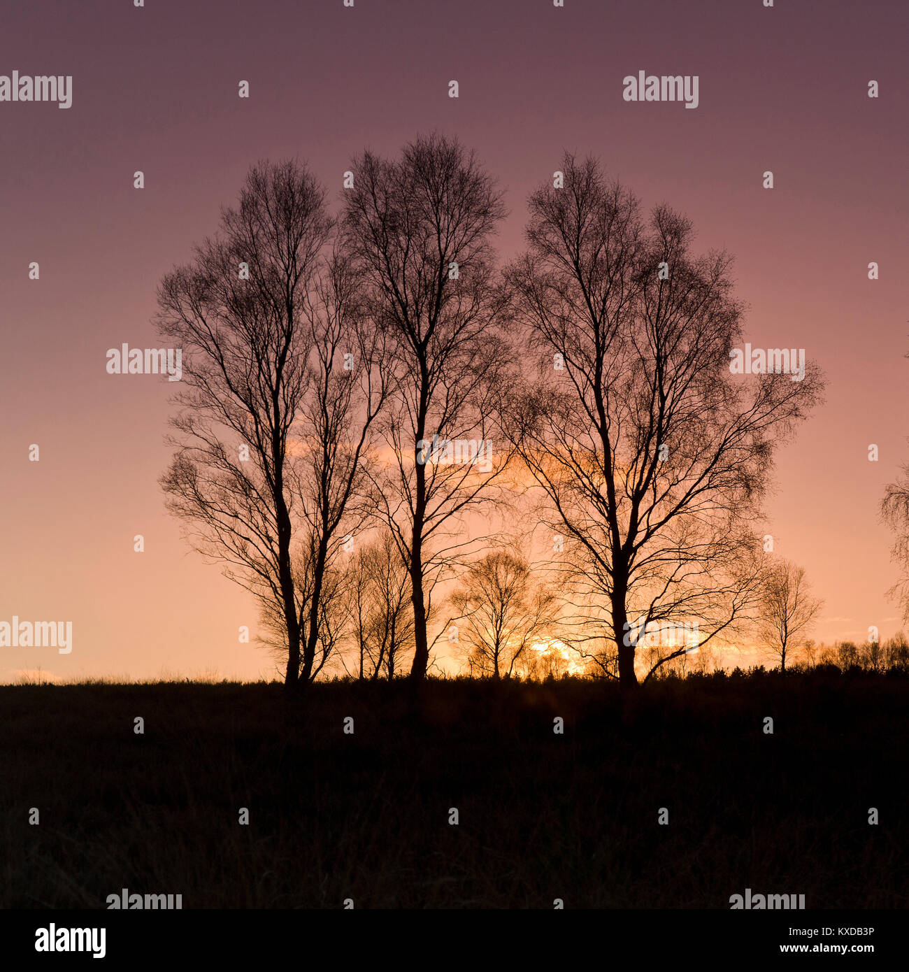 Sunset across the heathland of Cannock Chase Area AONB an Area of ...