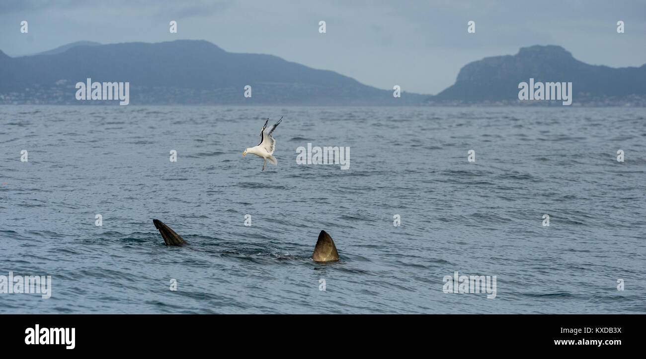 Fin of a white shark and Seagulls. Birds eat oddments from prey of a ...