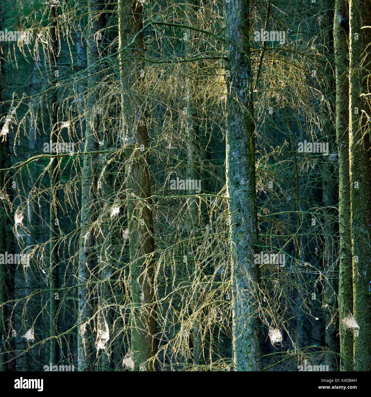 Larch trees in coniferous forest on Cannock Chase Stock Photo - Alamy