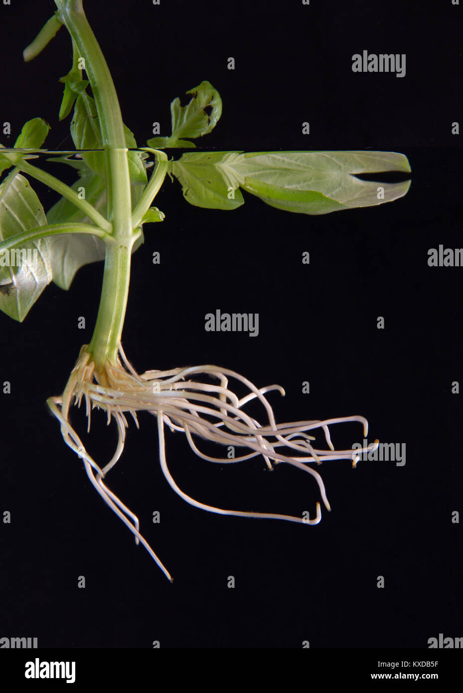 Basil plant root hi-res stock photography and images - Alamy