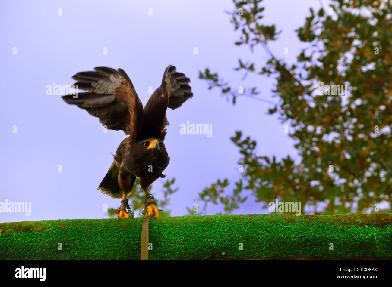 Bird of Prey Hawk in Flight Stock Photo - Alamy