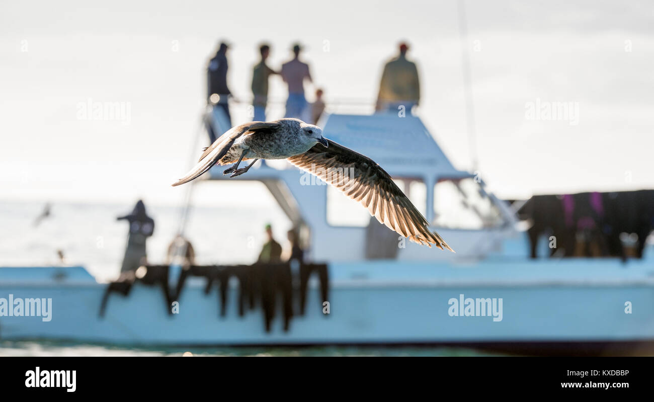 Flying Seagull on the boat background in the ocean Stock Photo - Alamy