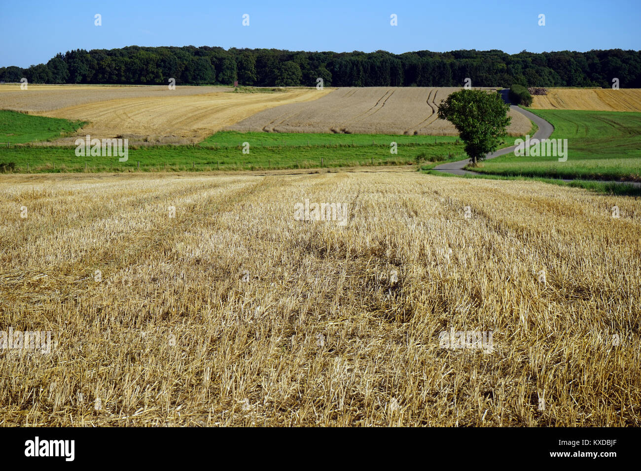 Wheat field and pasture in Luxembourg Stock Photo - Alamy