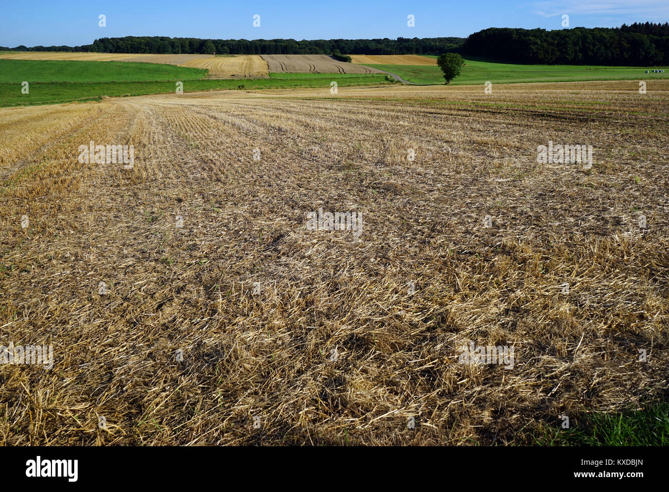 Wheat field and pasture in Luxembourg Stock Photo - Alamy