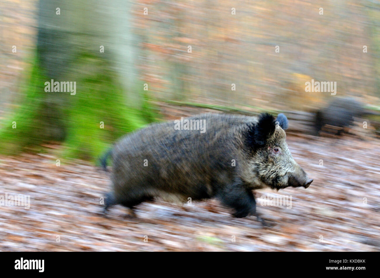 Juvenile wild boar running hi-res stock photography and images - Alamy