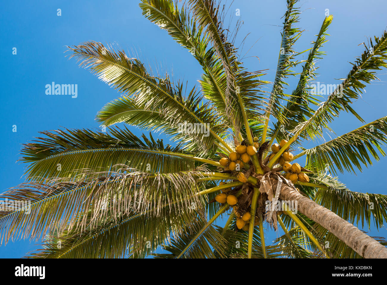 Tropical fruit rarotonga cook islands hi-res stock photography and ...