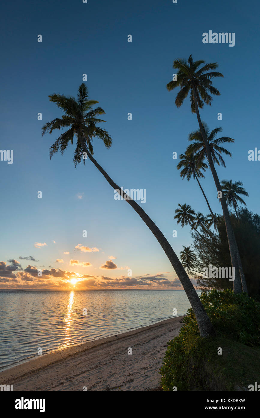 Palm trees on the sandy beach at sunset, Rarotonga, Cook Islands Stock ...
