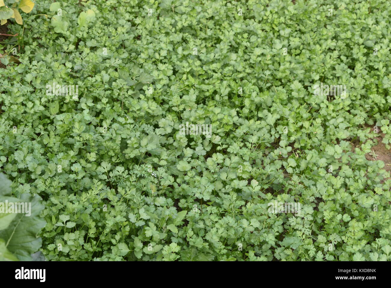 beauty of natural leaves Stock Photo - Alamy