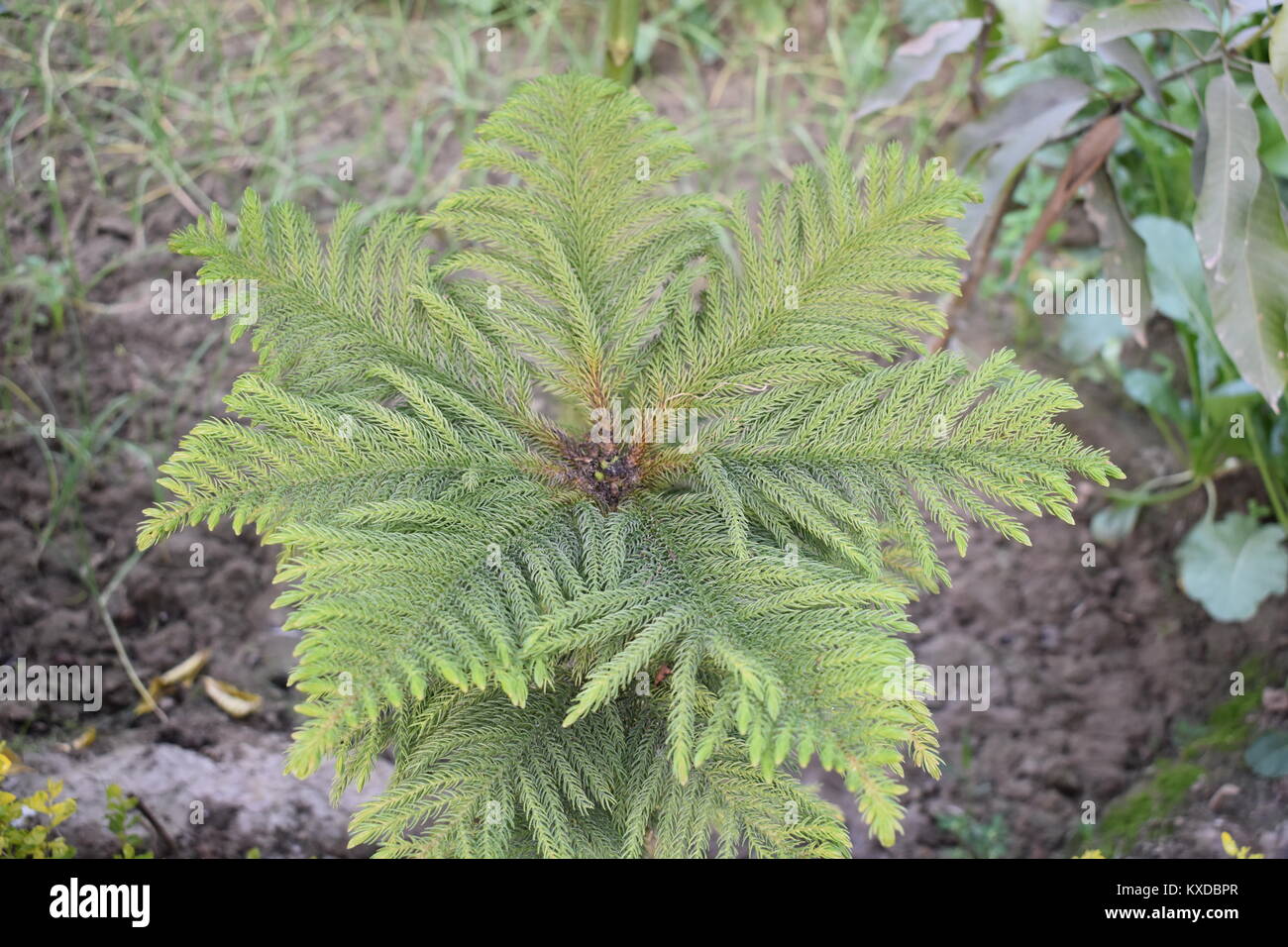 beauty of natural leaves Stock Photo - Alamy