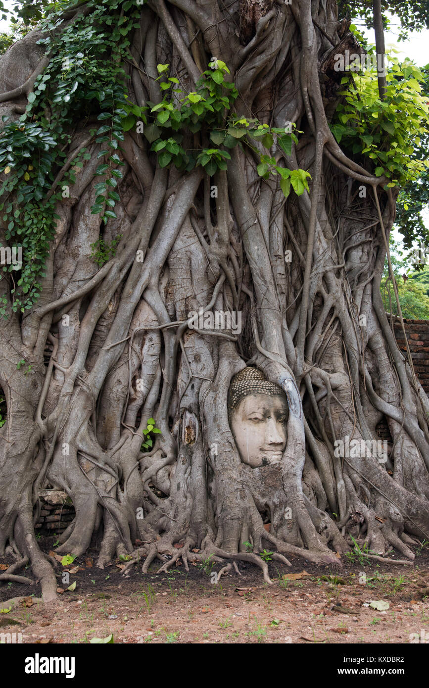 Buddha head in tree roots hi-res stock photography and images - Alamy