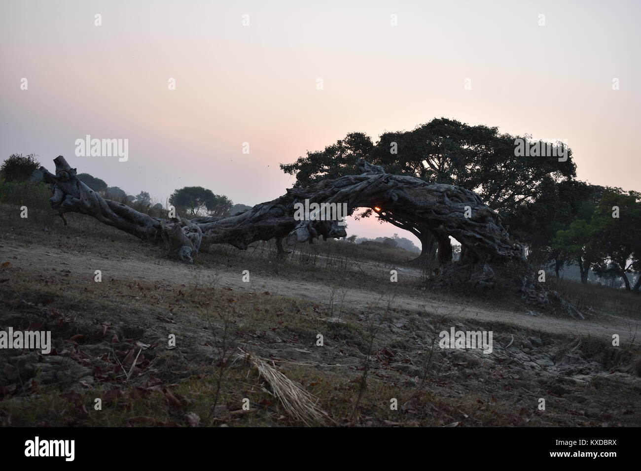 an ancient tree fallen in the ground Stock Photo - Alamy
