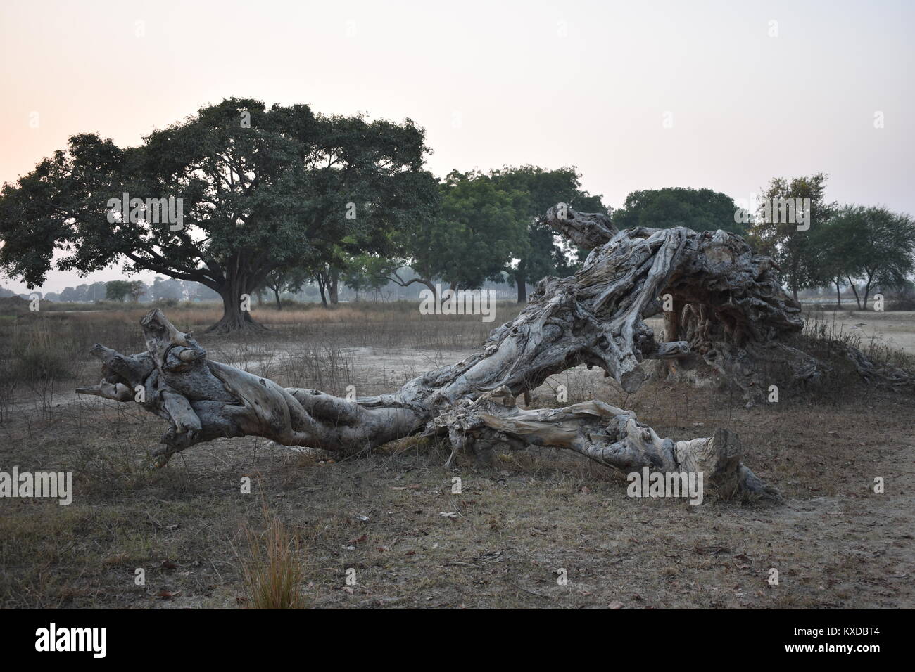 Fallen tree in desert hi-res stock photography and images - Alamy