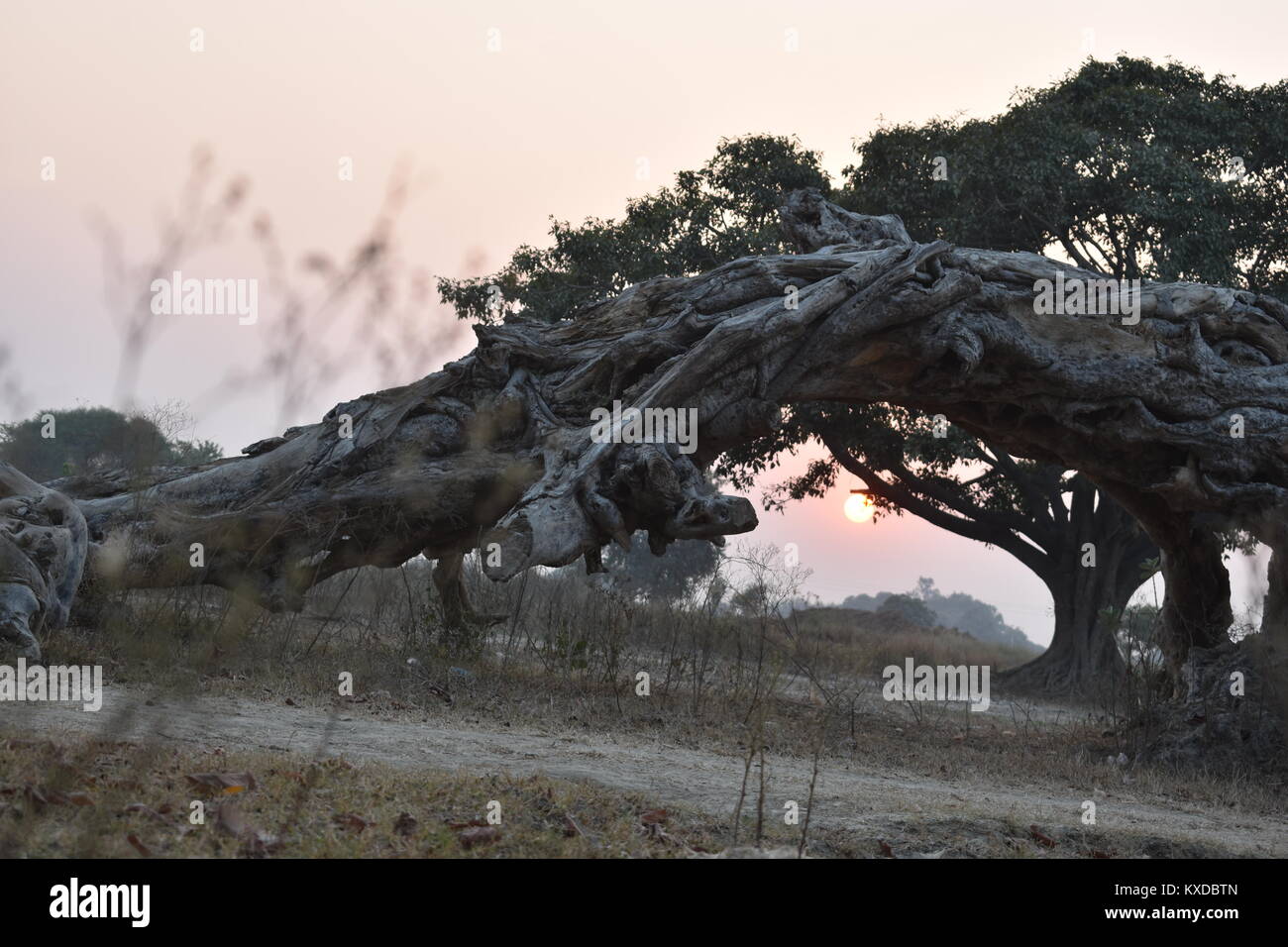 an ancient tree fallen in the ground Stock Photo - Alamy