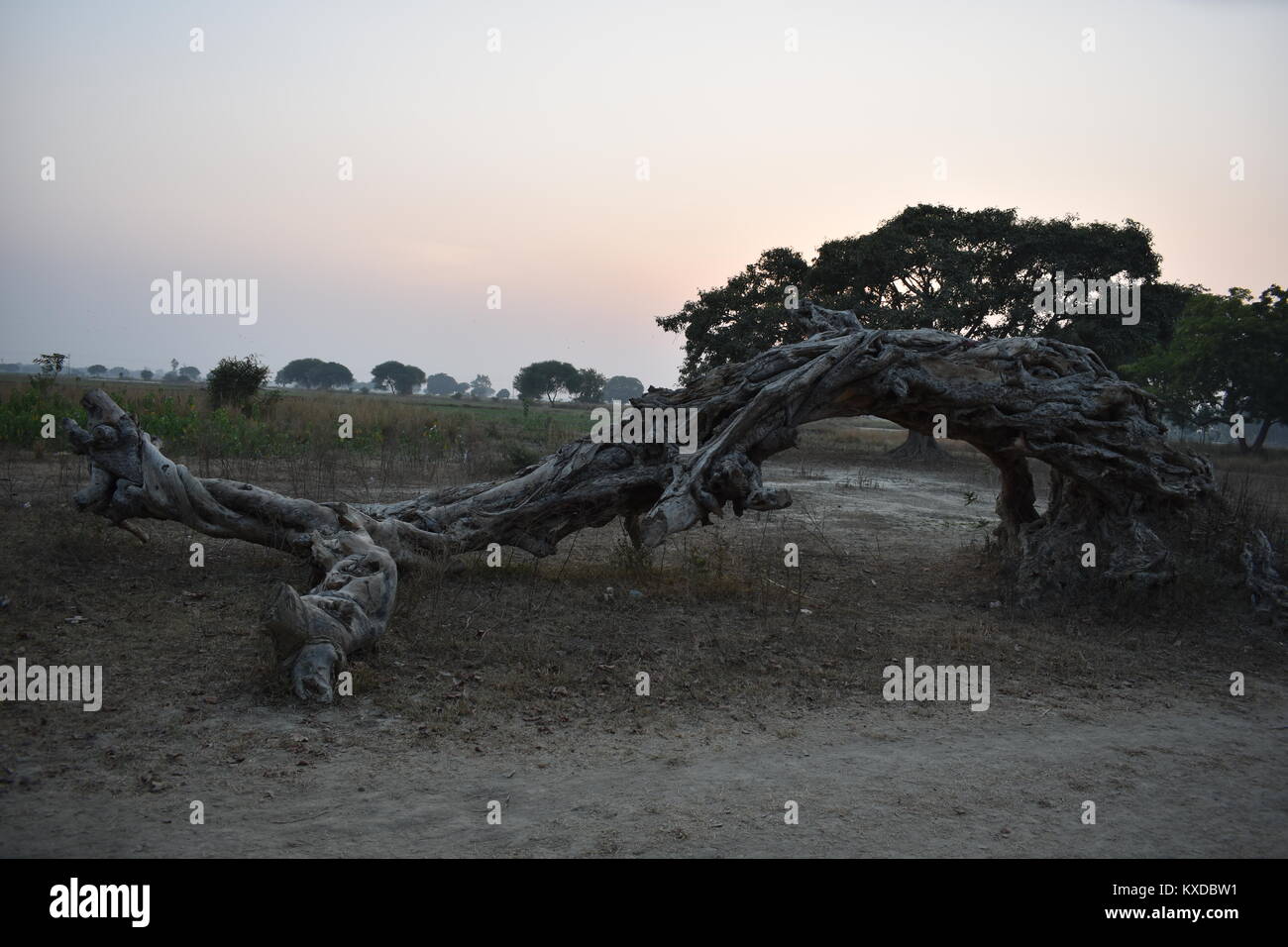 Fallen tree in desert hi-res stock photography and images - Alamy