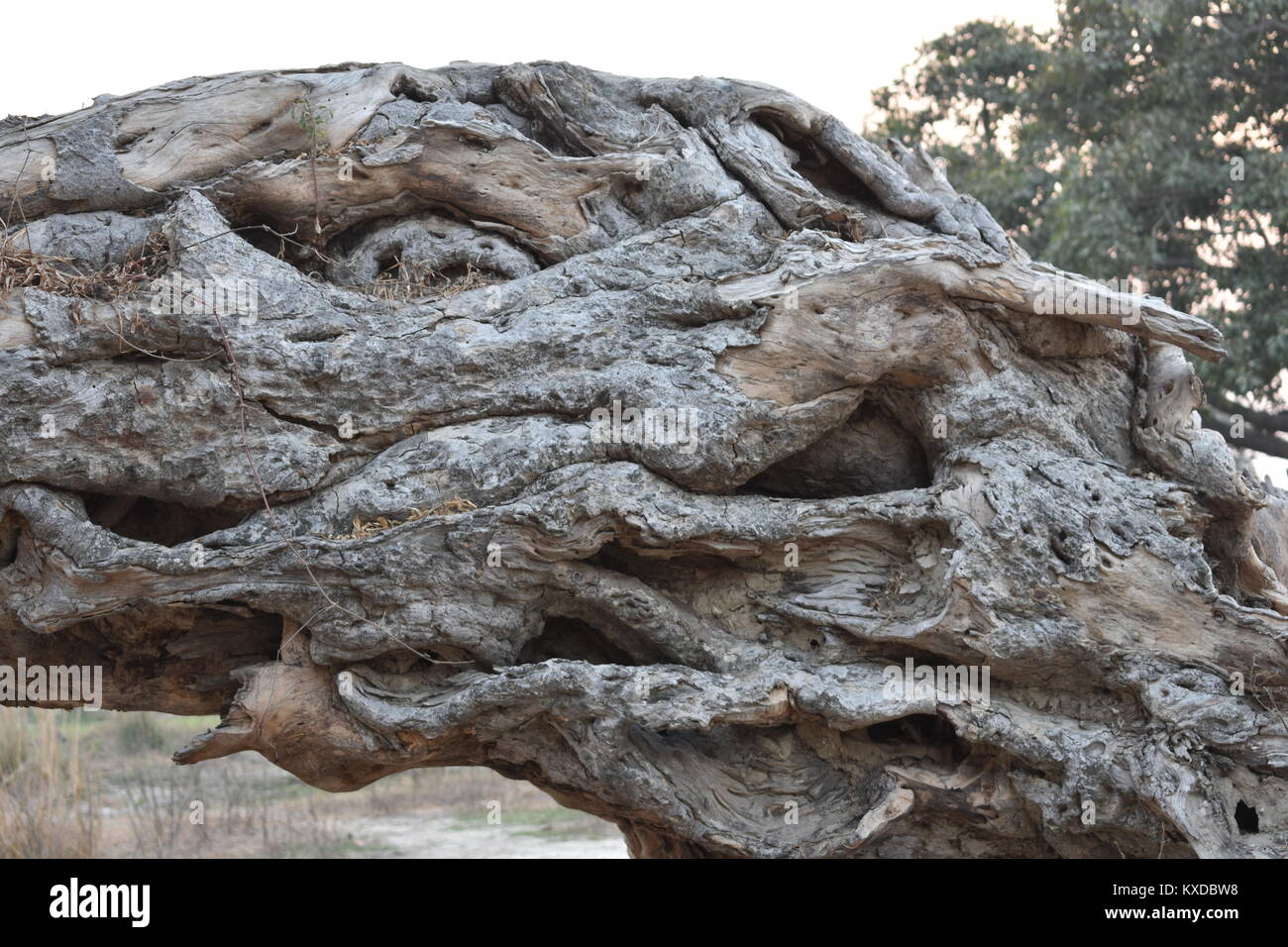 an ancient tree fallen in the ground Stock Photo - Alamy
