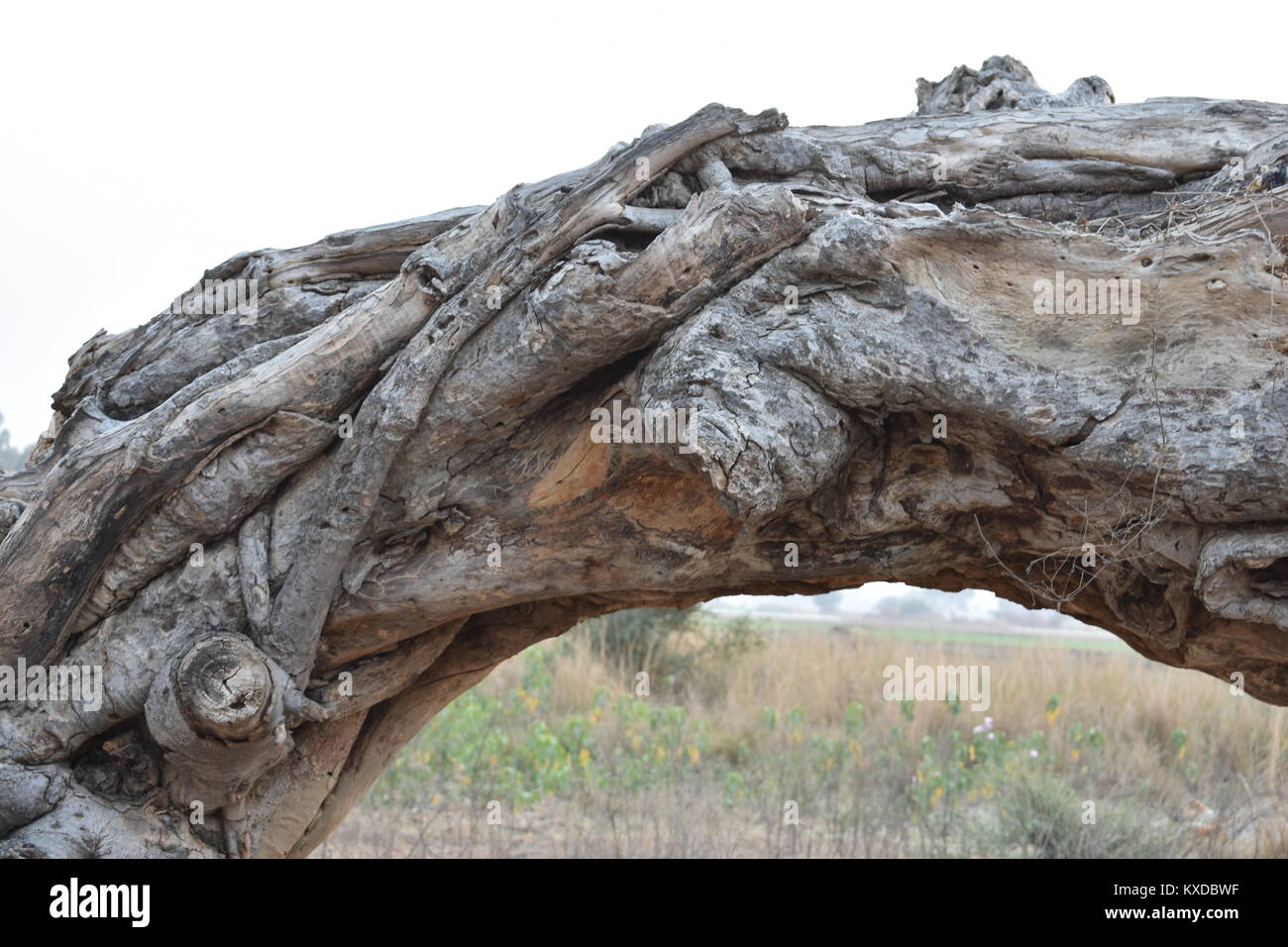 an ancient tree fallen in the ground Stock Photo - Alamy