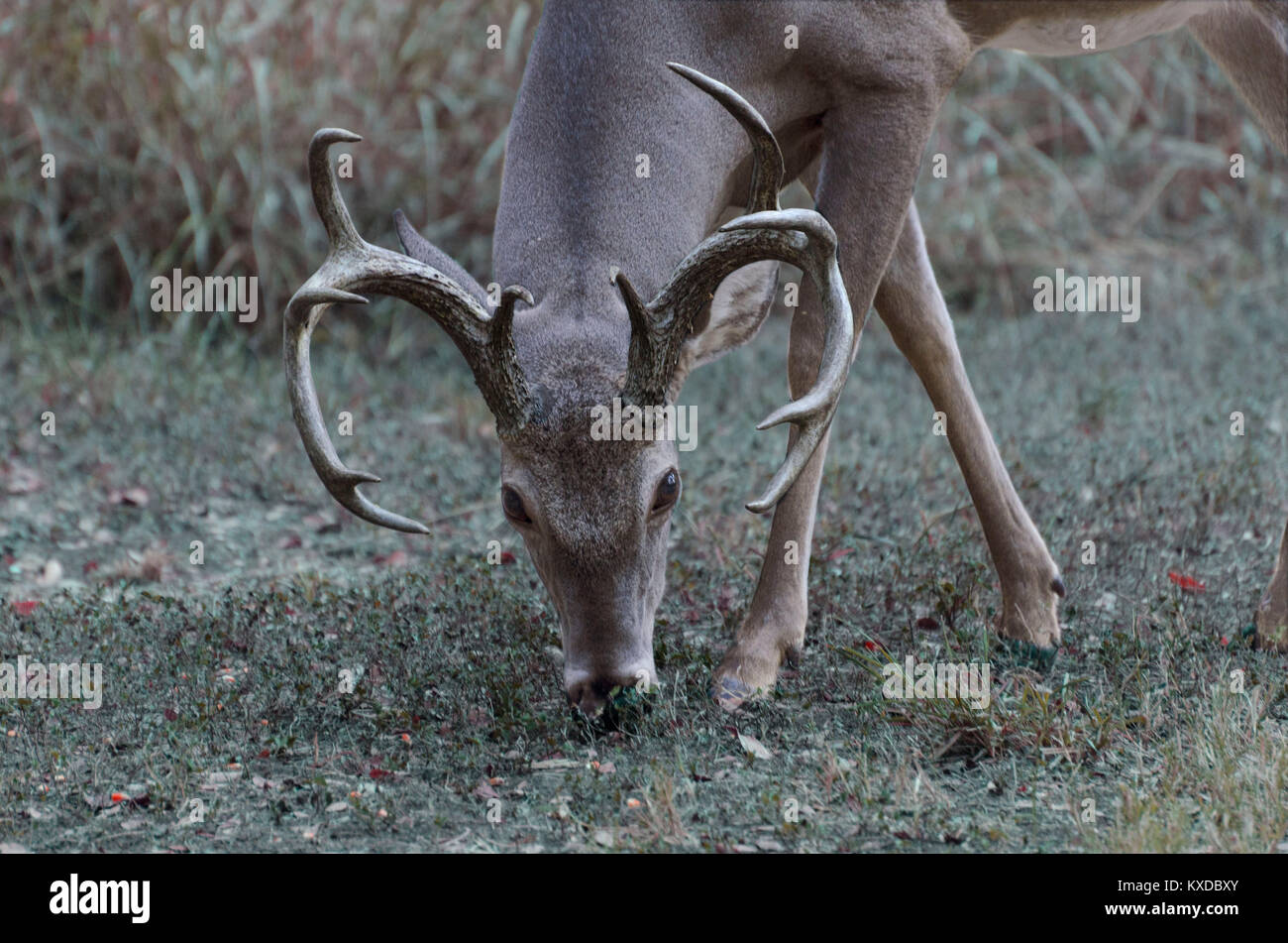 Deer hunting and america hi-res stock photography and images - Alamy