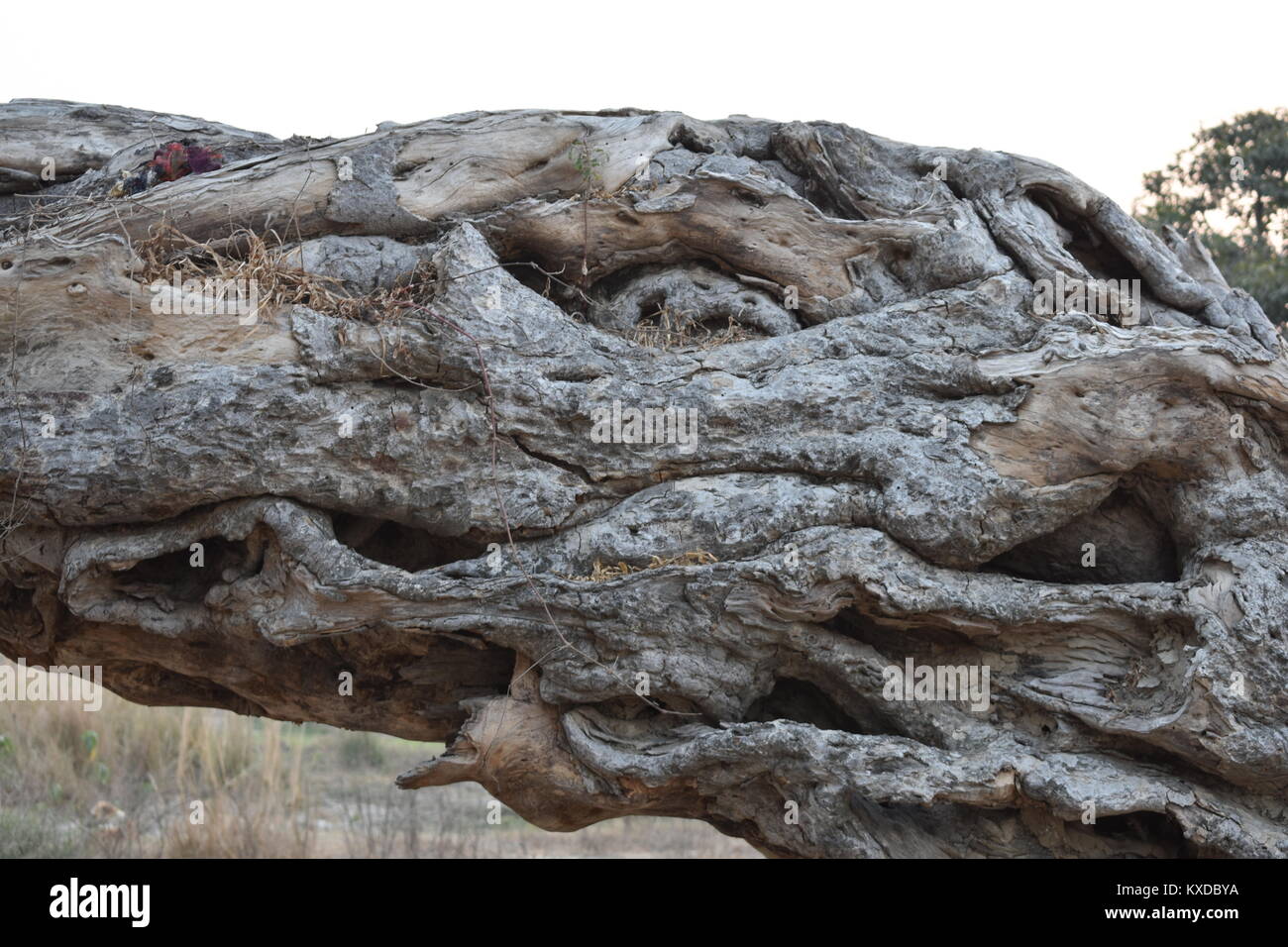 an ancient tree fallen in the ground Stock Photo - Alamy